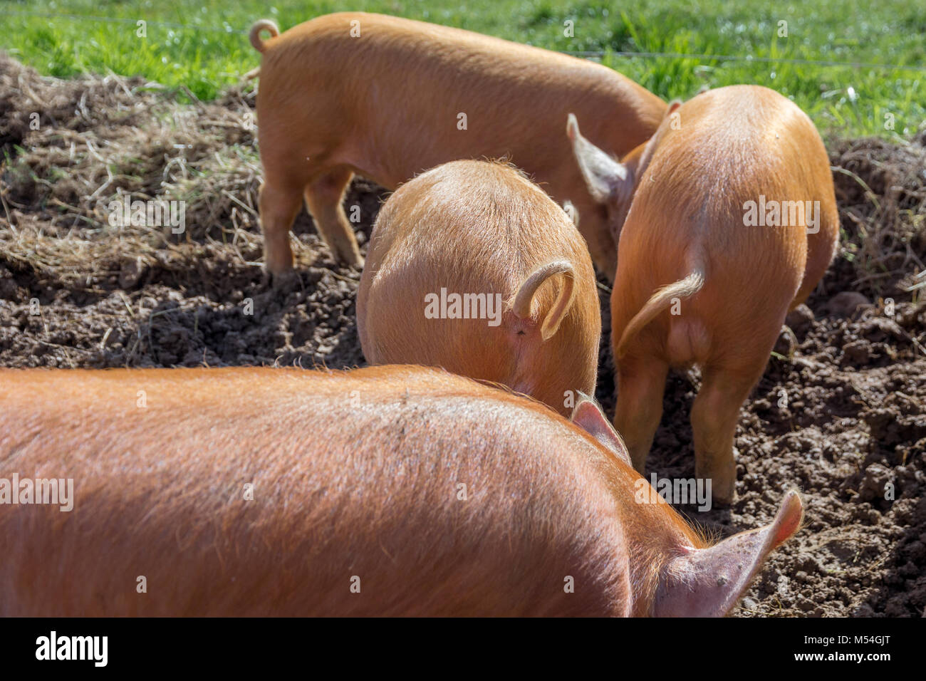 Muddy pig pen with pigs hi-res stock photography and images - Alamy