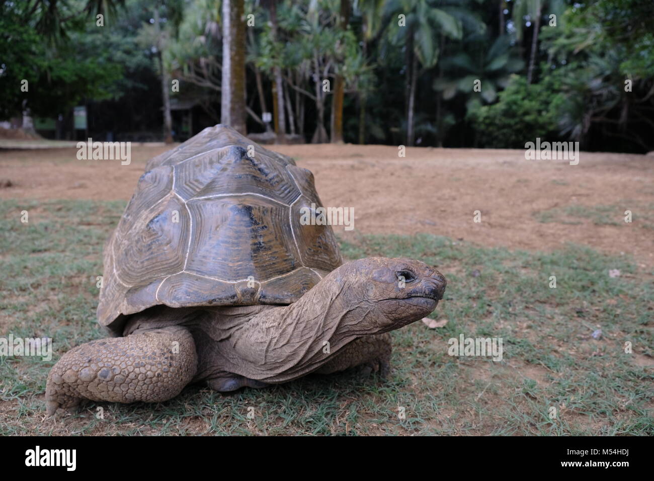 Mauritius / Ile Maurice / turtles / Giant tortoise Stock Photo - Alamy