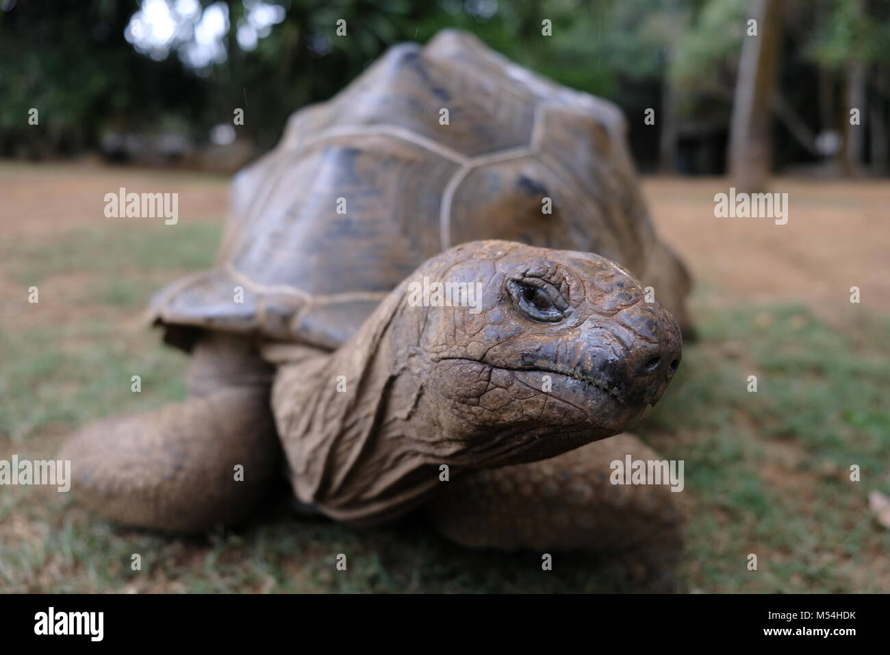 Mauritius / Ile Maurice / turtles / Giant tortoise Stock Photo - Alamy