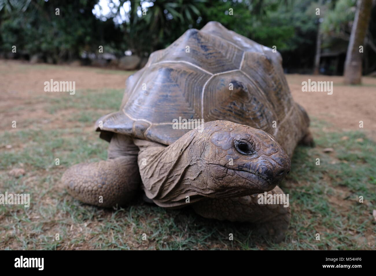 Mauritius / Ile Maurice / turtles / Giant tortoise Stock Photo - Alamy