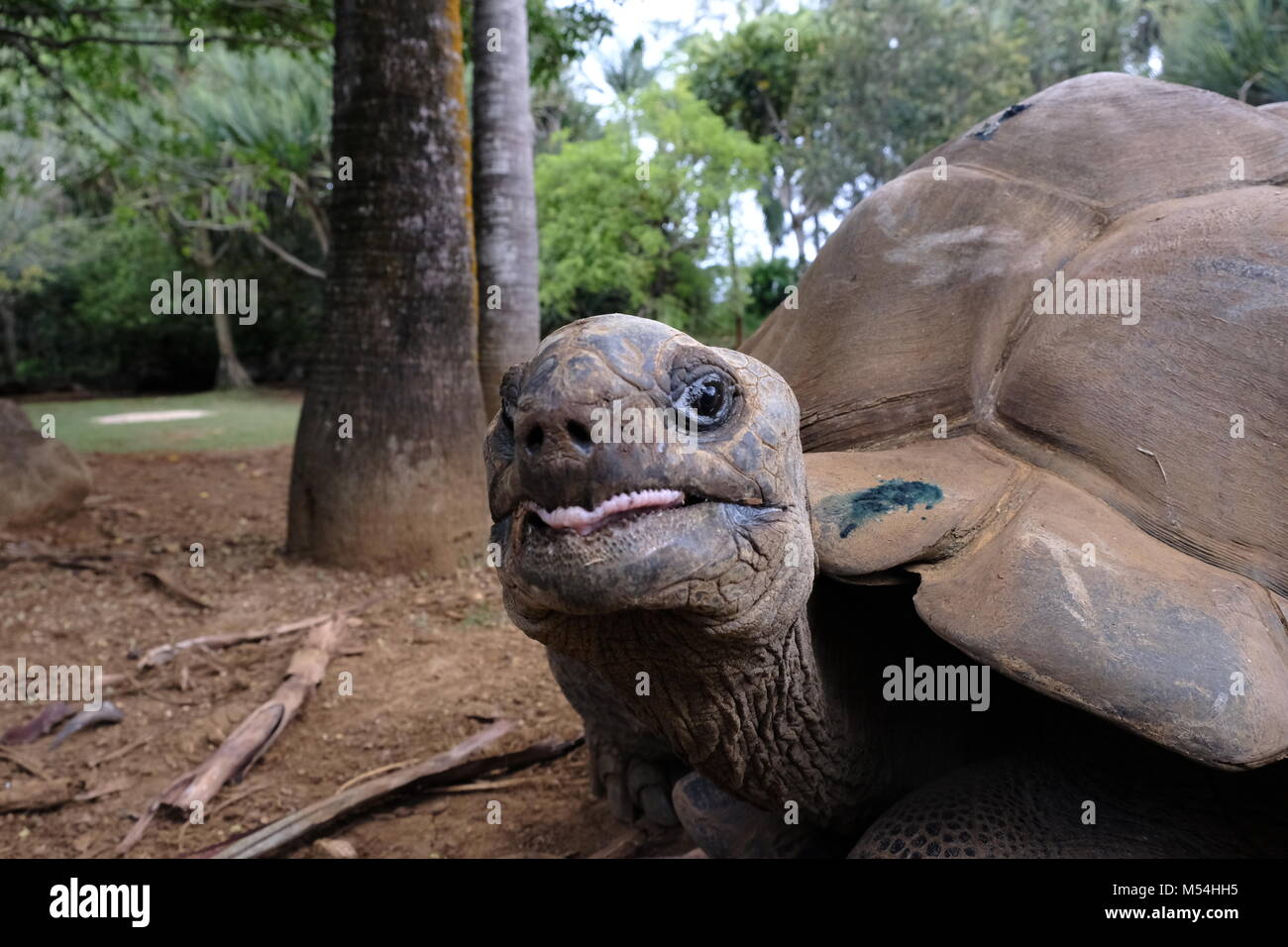 Mauritius / Ile Maurice / turtles / Giant tortoise Stock Photo - Alamy