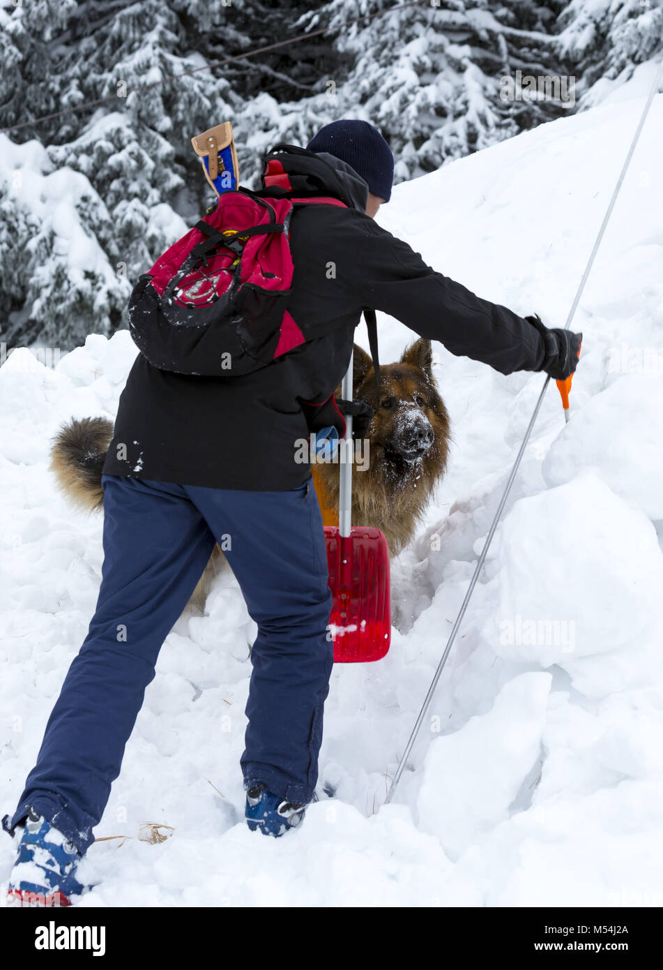 Red Cross rescuer with dog digging Stock Photo - Alamy