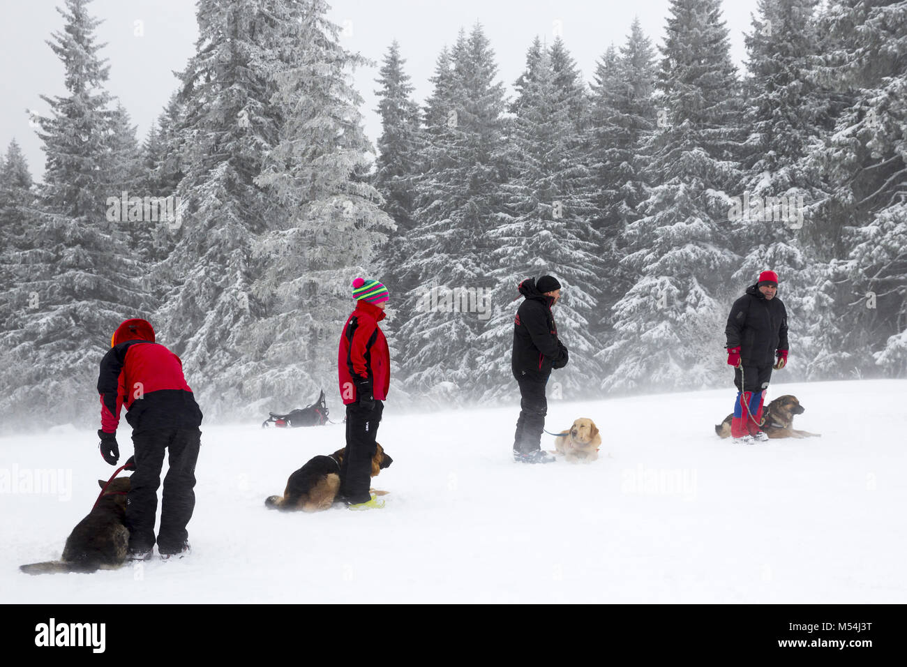 Red Cross rescuers with dogs Stock Photo - Alamy