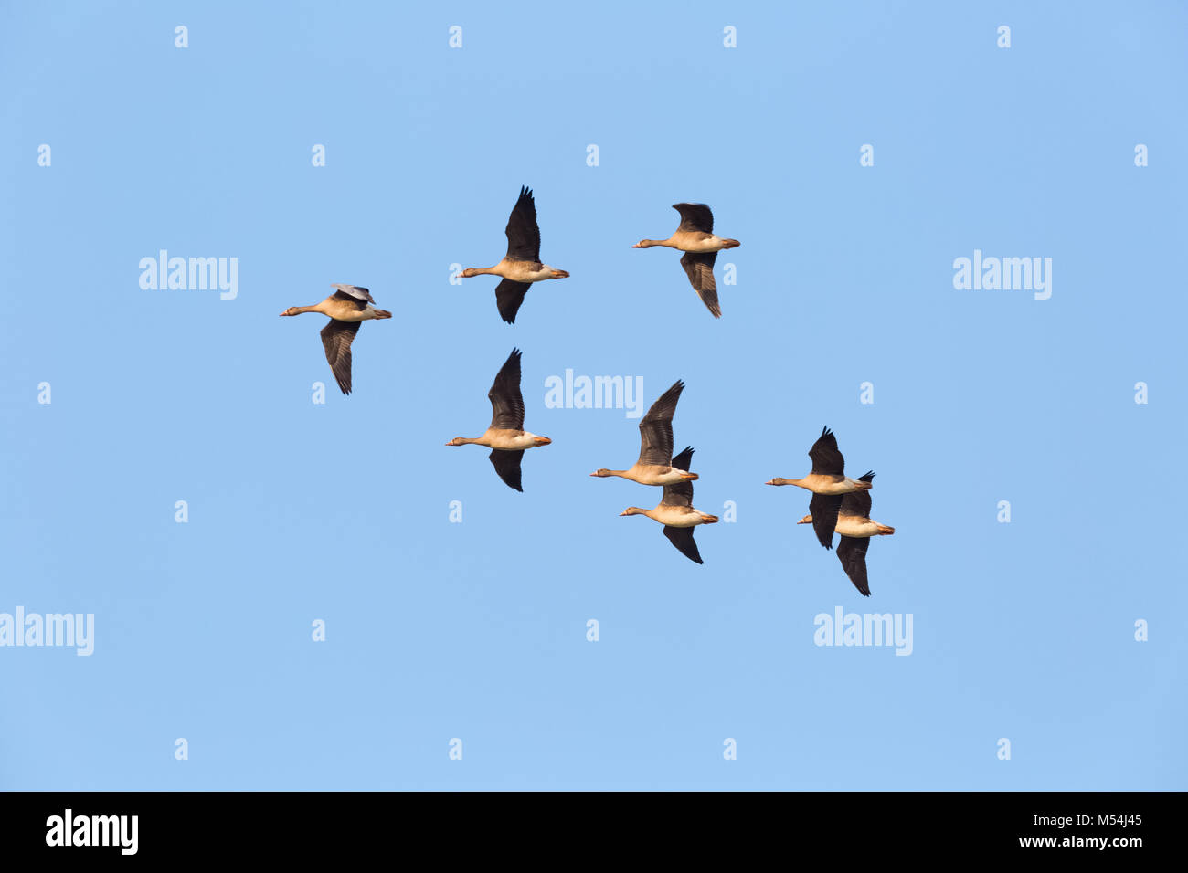 wild geese flying Stock Photo - Alamy