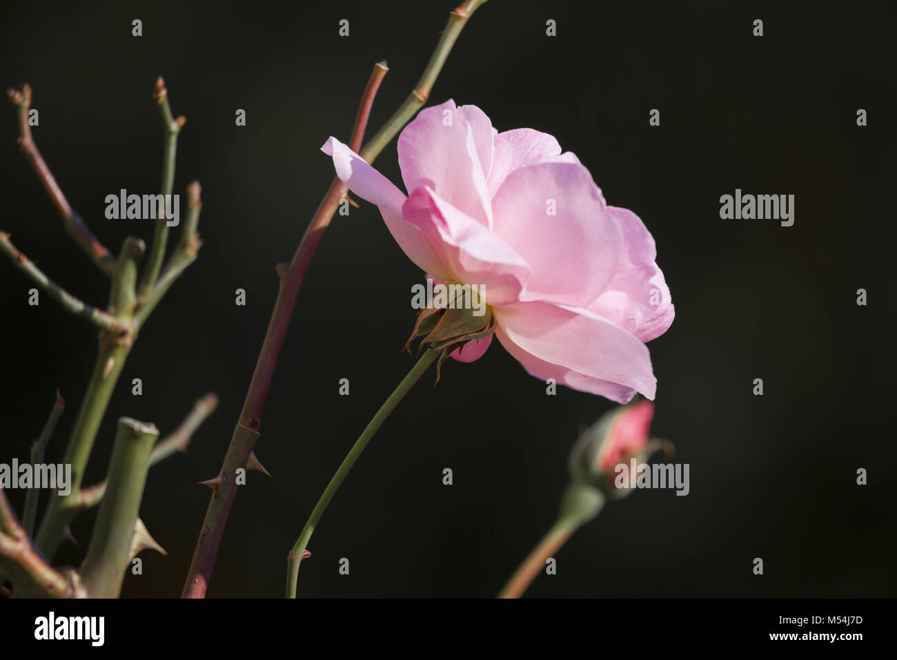 a beautiful pink rose flower in the garden Stock Photo - Alamy