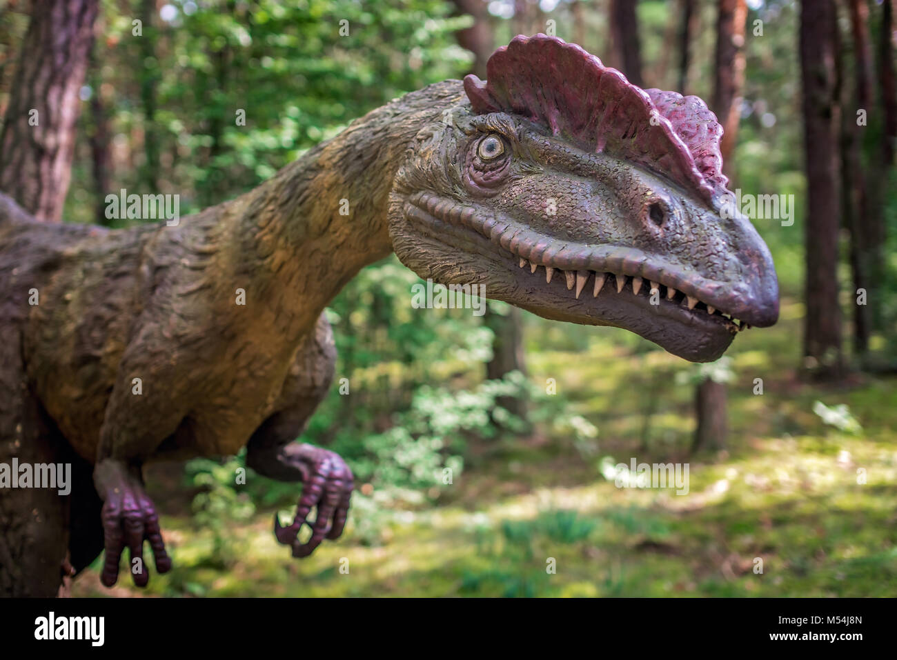 Life sized Allosaurus dinosaur statue Stock Photo - Alamy