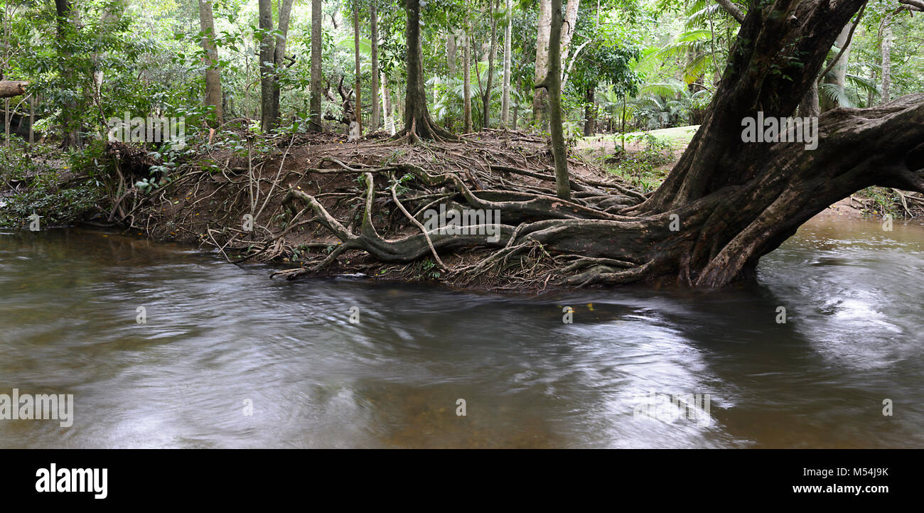 Exposed Tree Roots River Bank Stock Photos & Exposed Tree Roots River ...