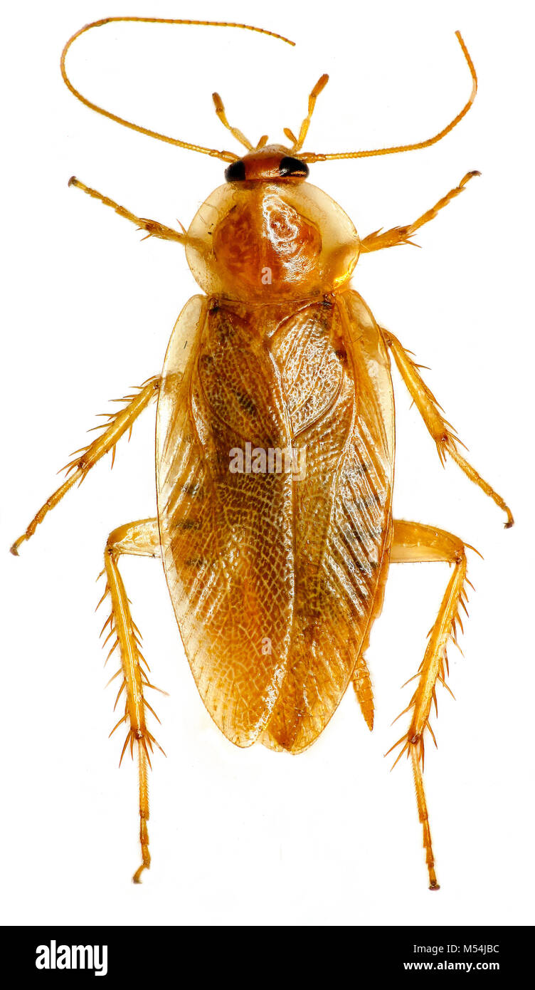 Cockroach insects hi-res stock photography and images - Alamy