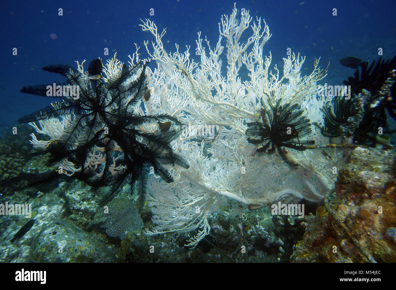 hair star, feather star Stock Photo - Alamy