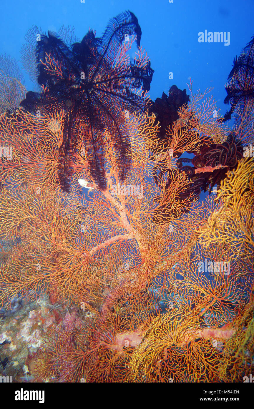 hair star, feather star Stock Photo - Alamy