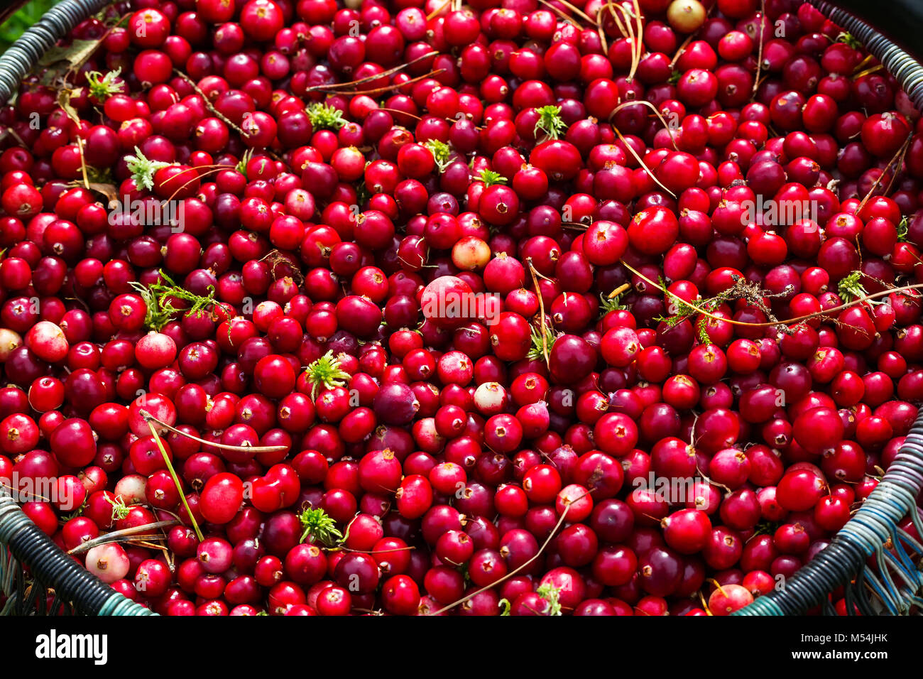 ripe red cranberries Stock Photo - Alamy