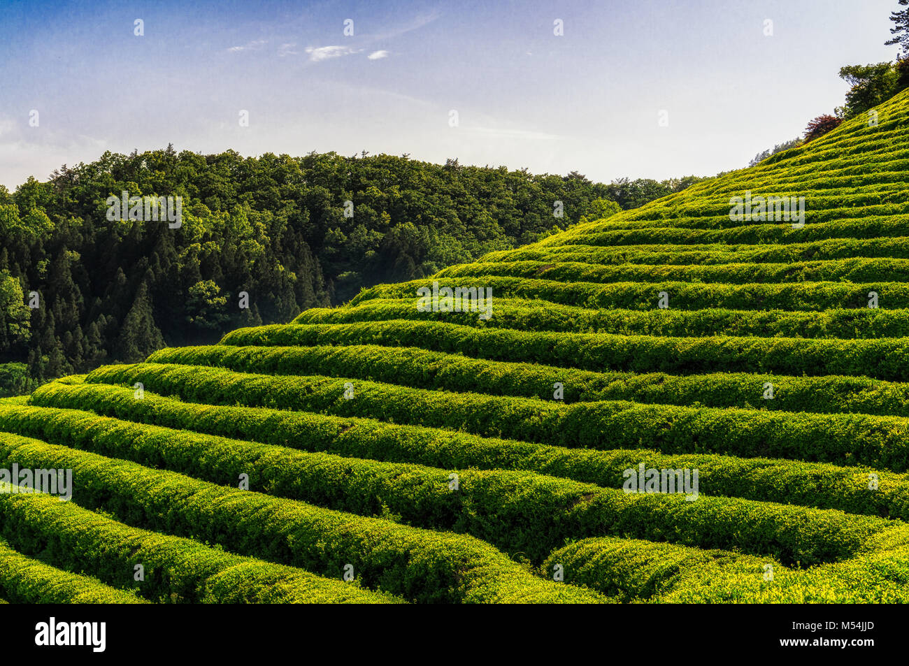 Vast tea fields hi-res stock photography and images - Alamy
