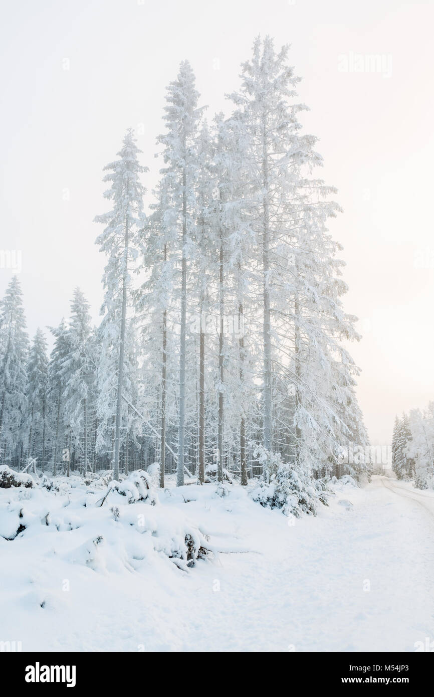 Fog covered trees hi-res stock photography and images - Alamy
