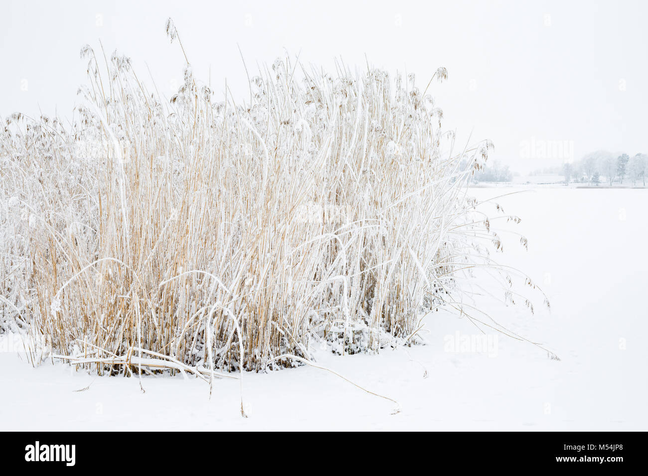 Frosted reeds hi-res stock photography and images - Alamy