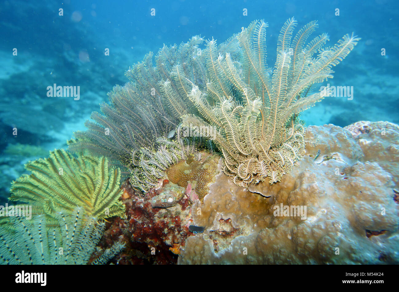 hair star, feather star Stock Photo - Alamy