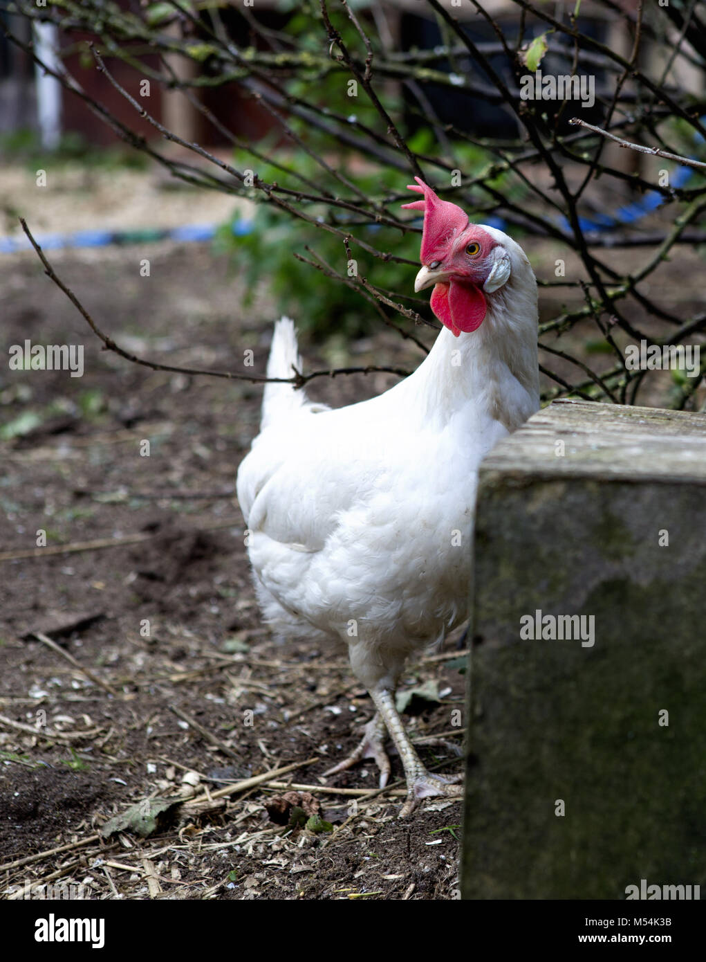 Hybrid chicken hi-res stock photography and images - Alamy