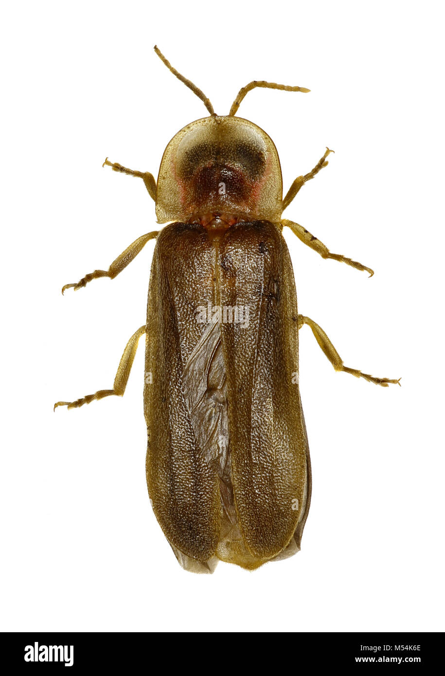 Firefly on white Background - Lampyridae sp Stock Photo - Alamy