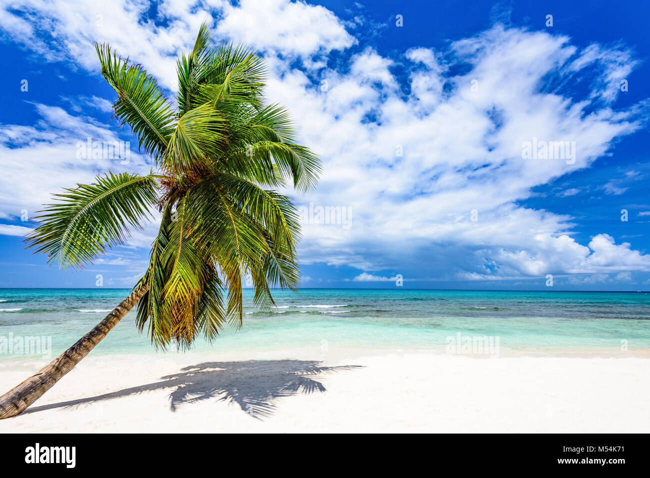 resort beach palm tree sea Stock Photo - Alamy