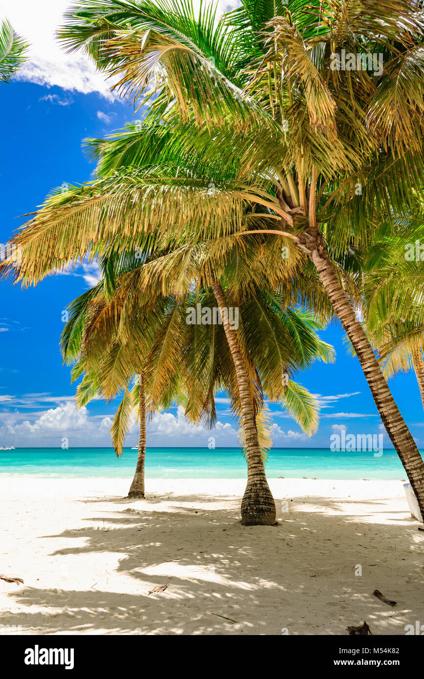 resort beach palm tree sea Stock Photo - Alamy
