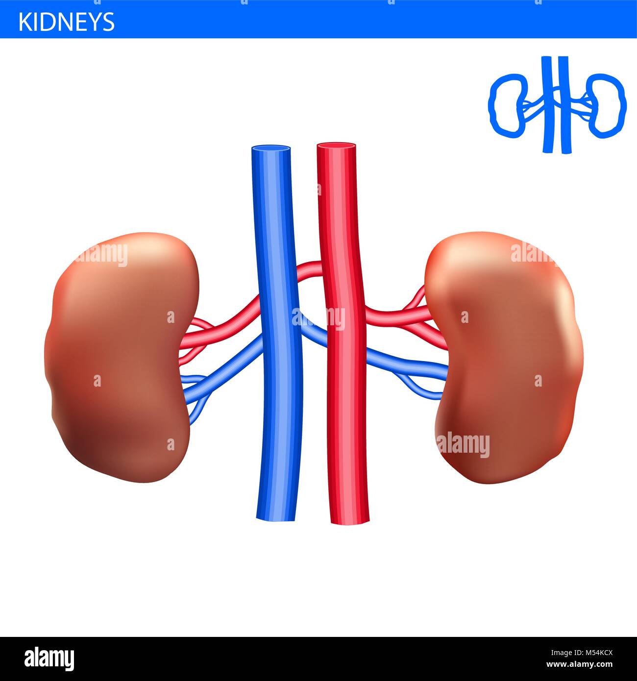 Human kidneys anatomy realistic illustration front view in detail ...