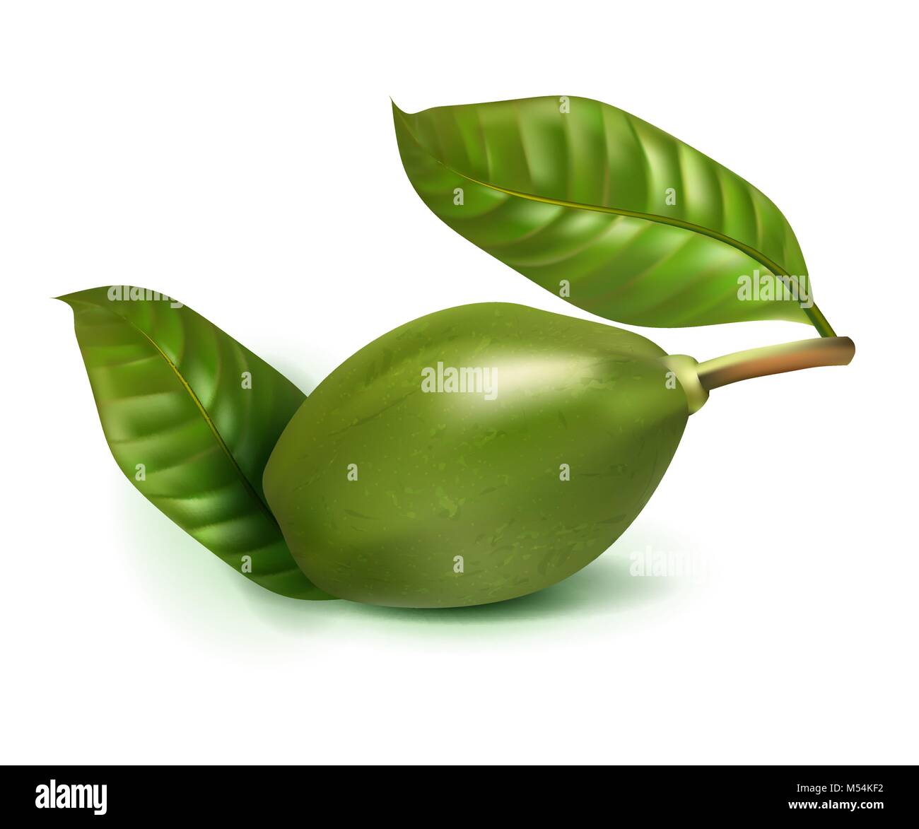 Photo realistic ambarella 3d vector fruit isolated on white background ...