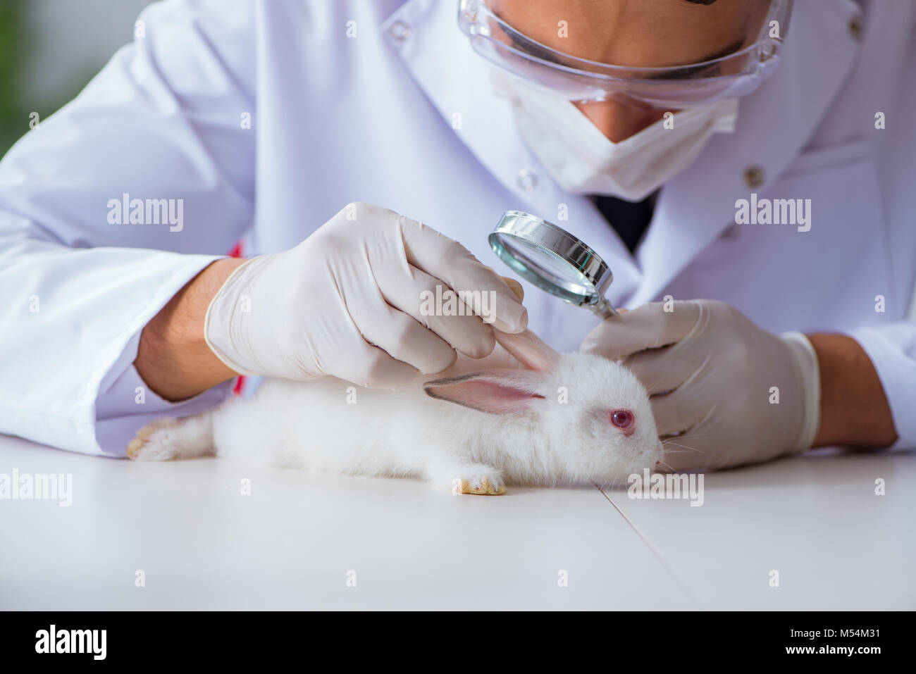Vet doctor examining rabbit in pet hospital Stock Photo - Alamy