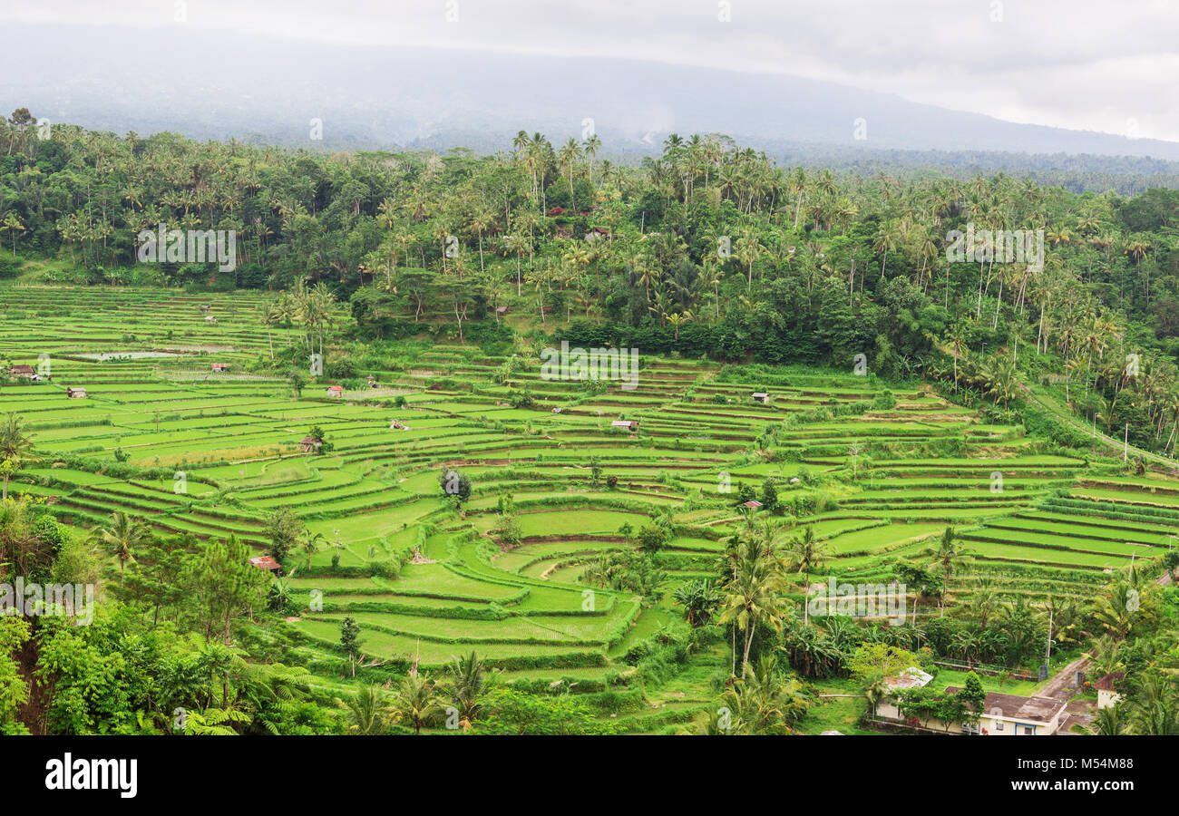 green terraced rice fields Stock Photo - Alamy
