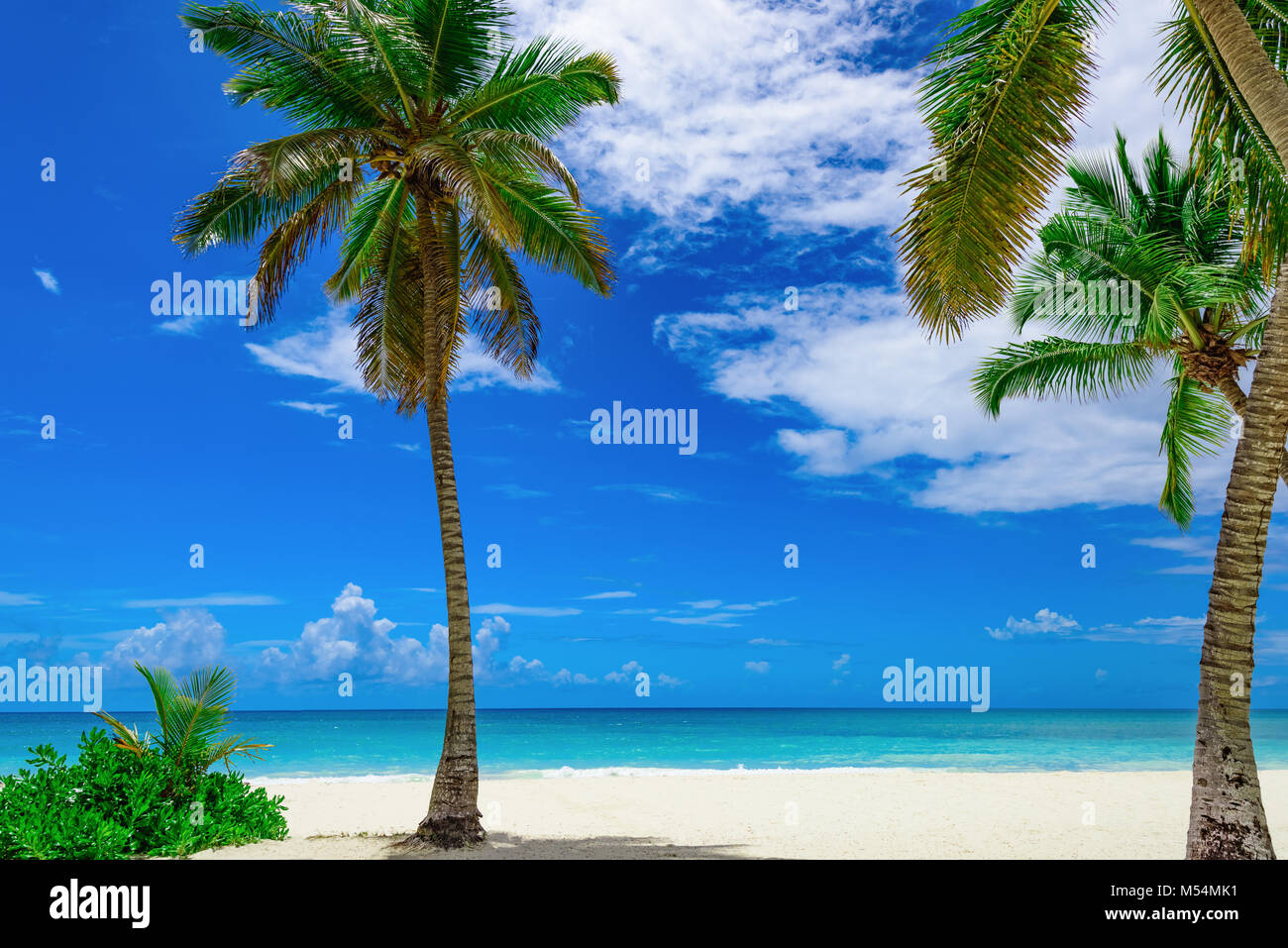 resort beach palm tree sea Stock Photo - Alamy