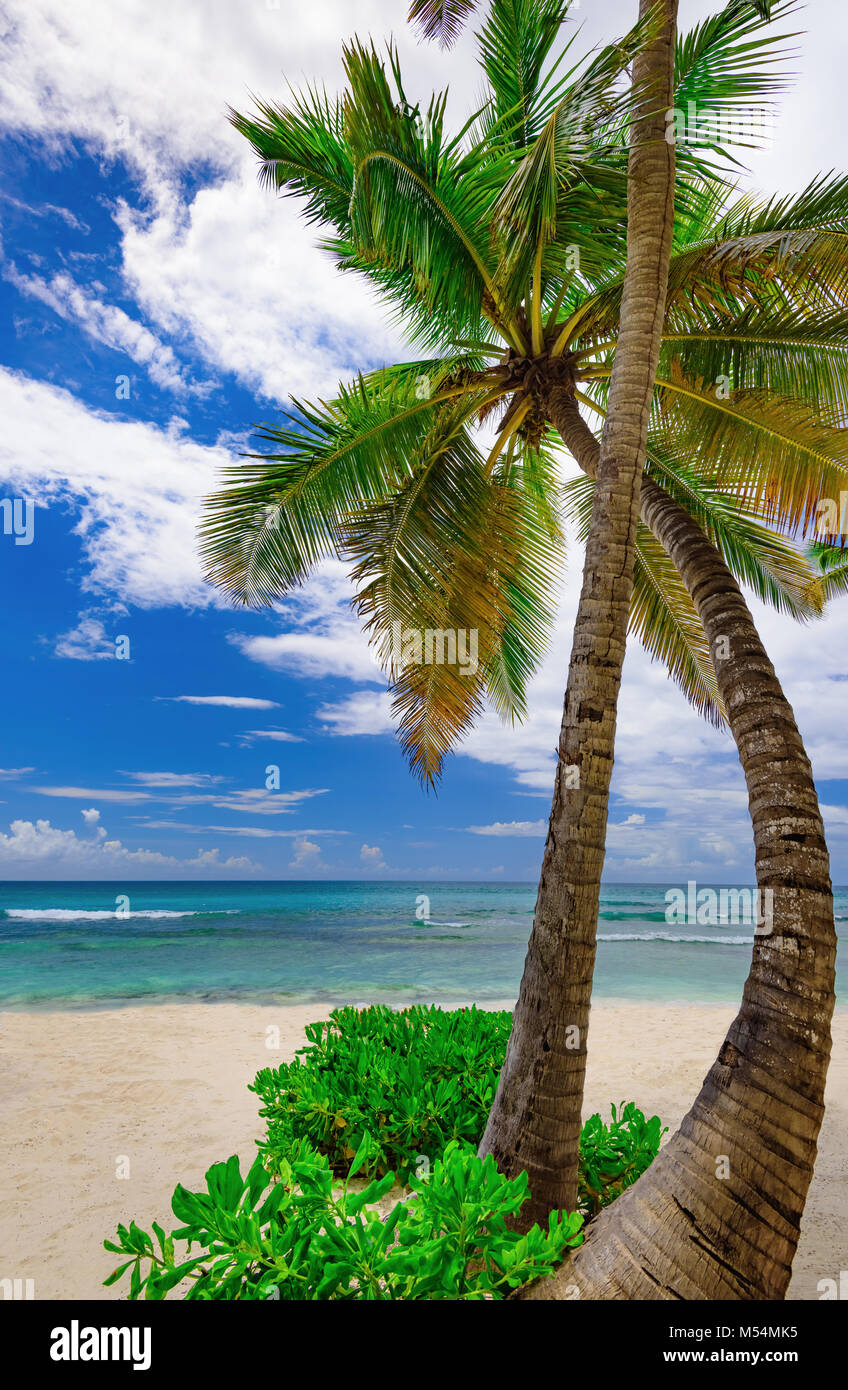 resort beach palm tree sea Stock Photo - Alamy