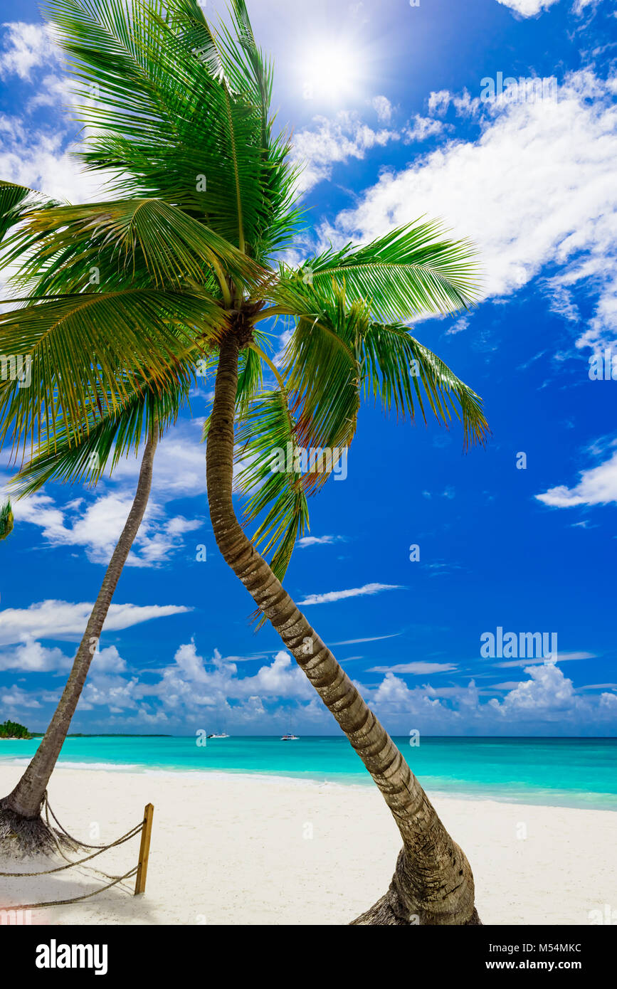 resort beach palm tree sea Stock Photo - Alamy