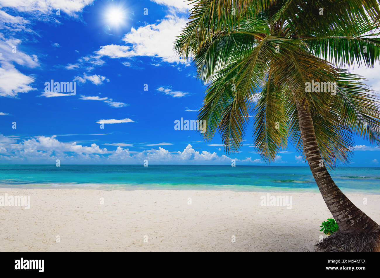 resort beach palm tree sea Stock Photo - Alamy