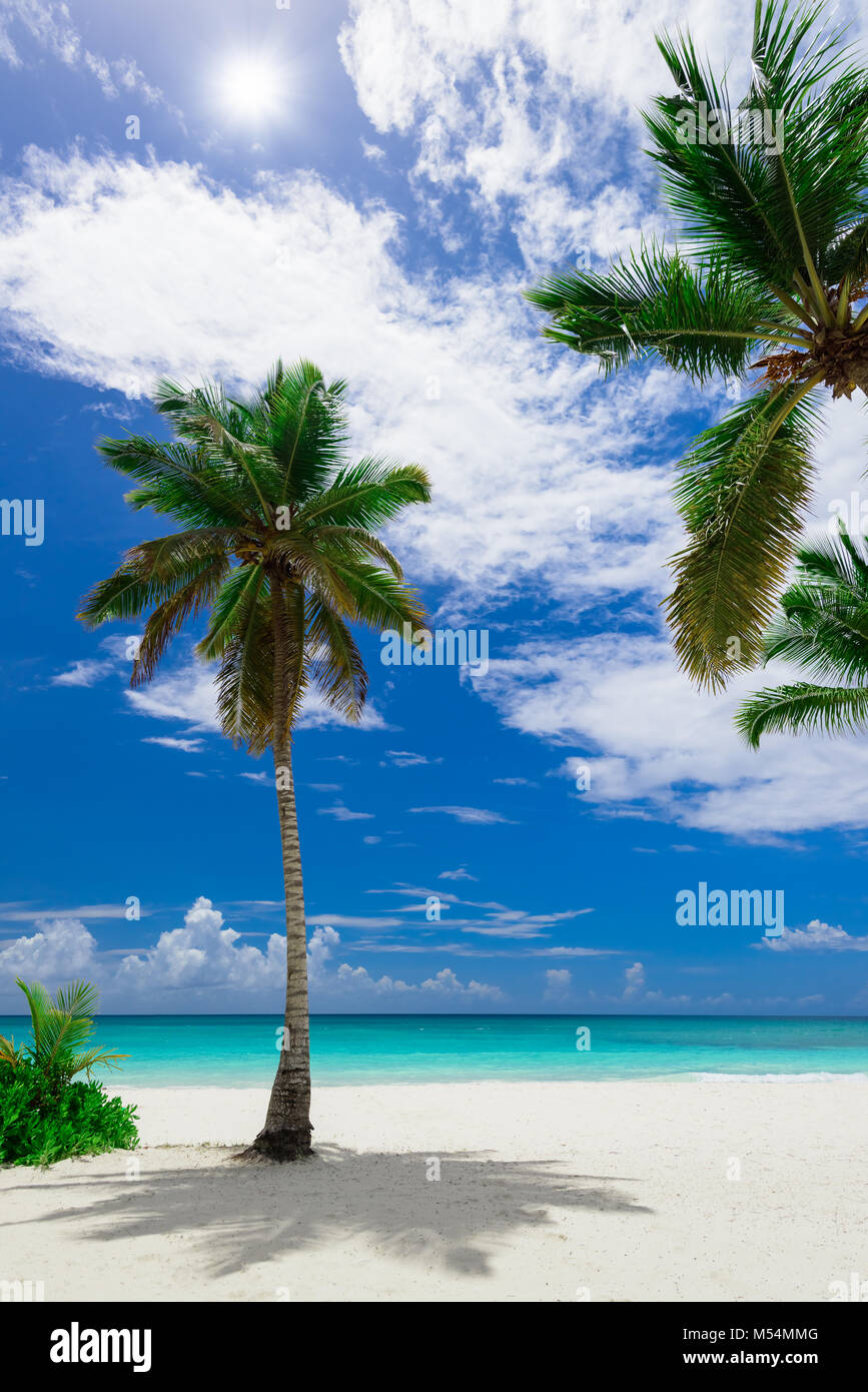 resort beach palm tree sea Stock Photo - Alamy