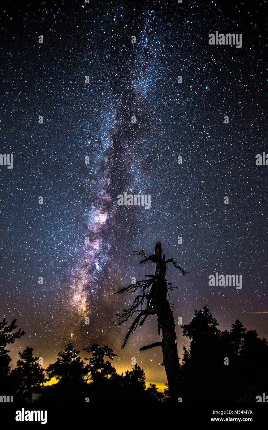 Milky Way rises over the tree Stock Photo - Alamy