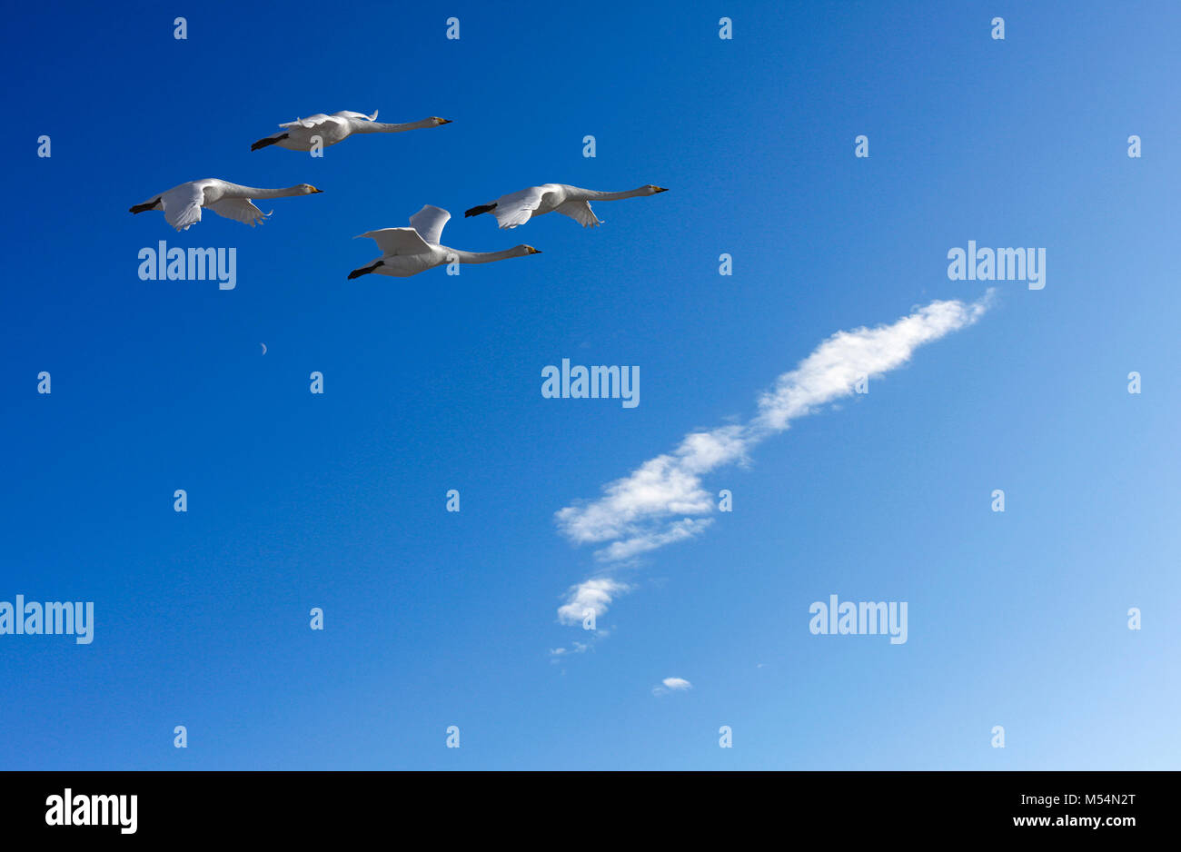A group of whooper swan in migration. Clear blue sky in April Stock ...