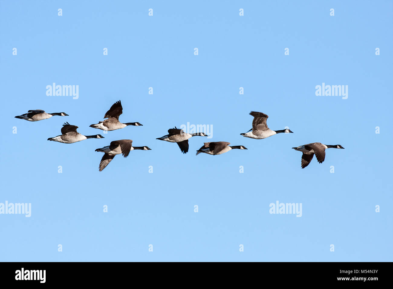A group of Canada geese in migration. Clear blue sky in April Stock ...