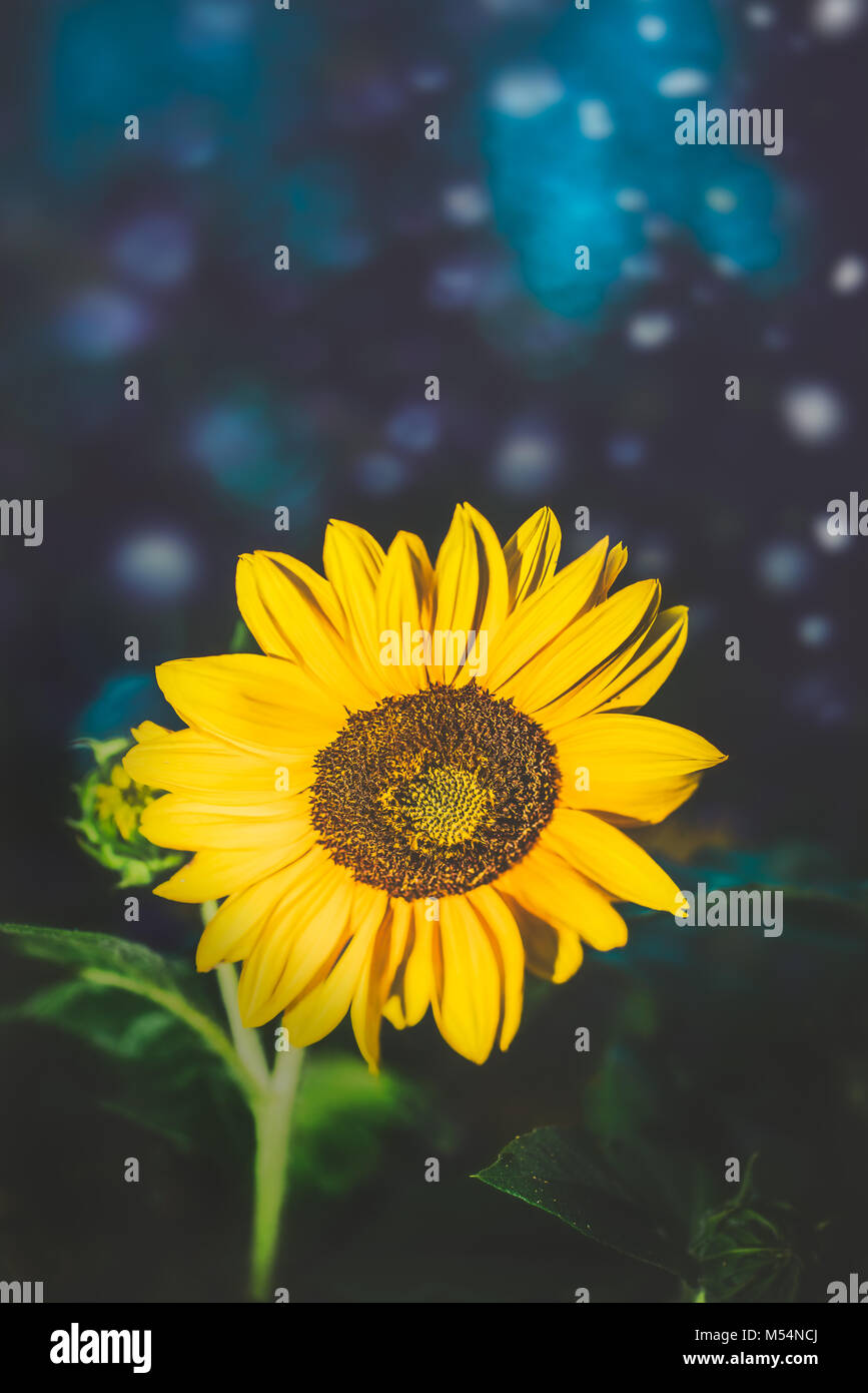 Yellow sunflower photographed at night Stock Photo - Alamy