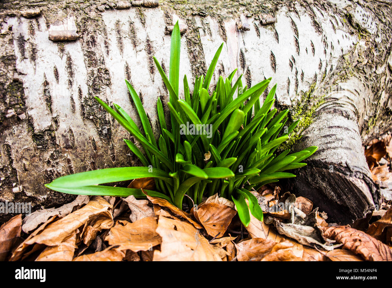 Young green seedling of plant germinate from the black soil Stock Photo ...