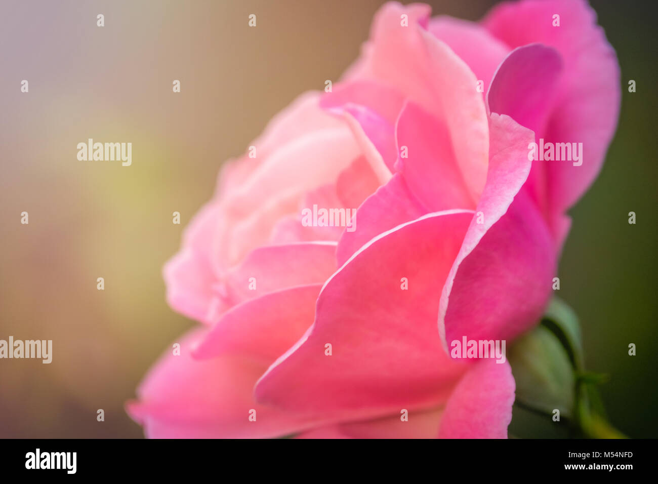 Close up of a small pink rose Stock Photo - Alamy