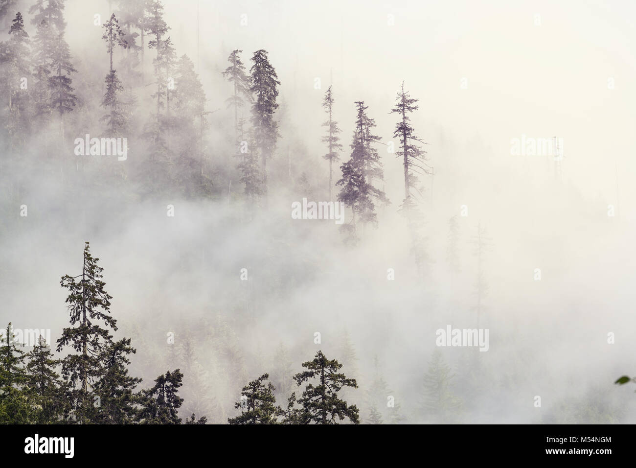 Fog in the forest Stock Photo - Alamy