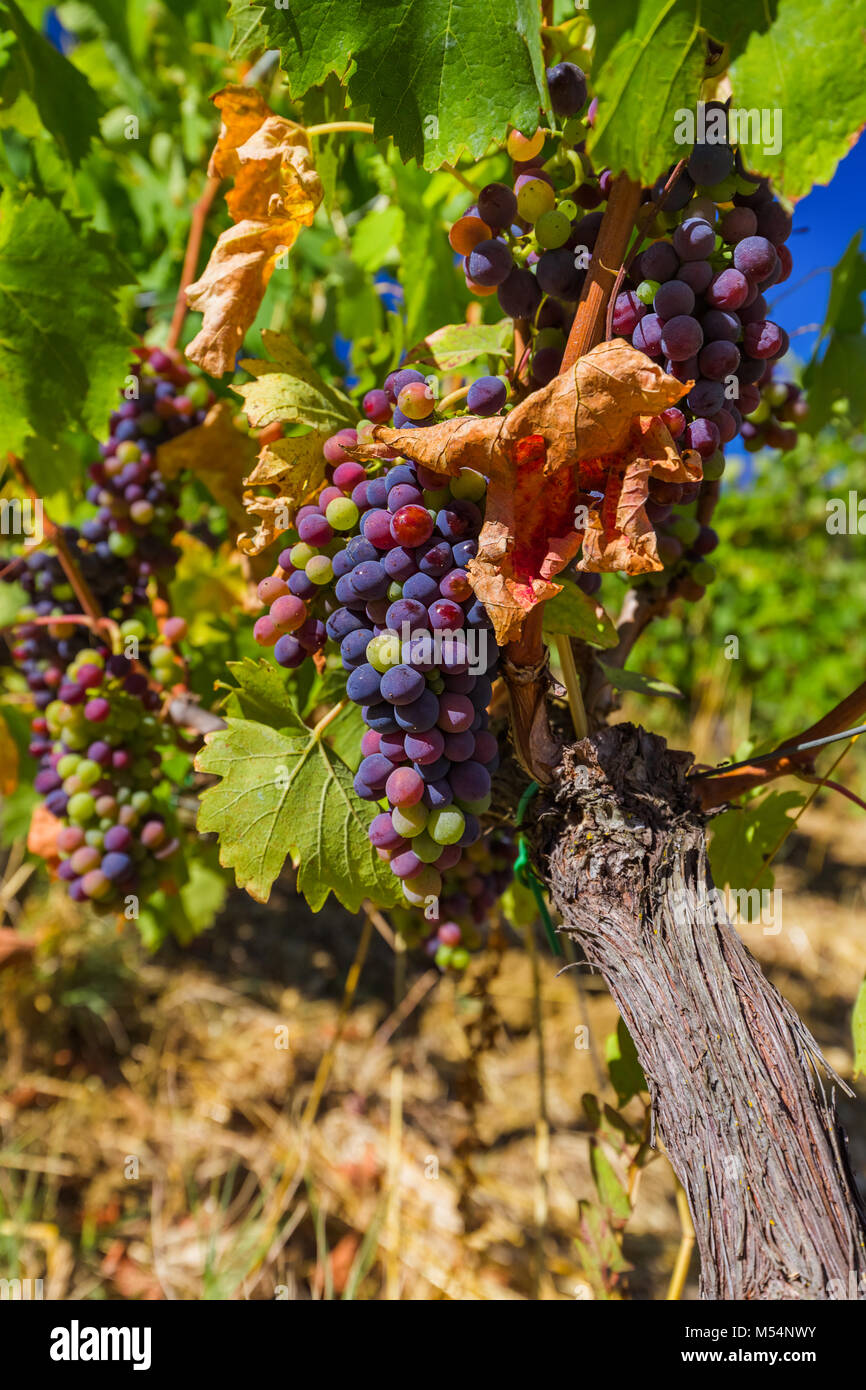 Grapes in italy hi-res stock photography and images - Alamy
