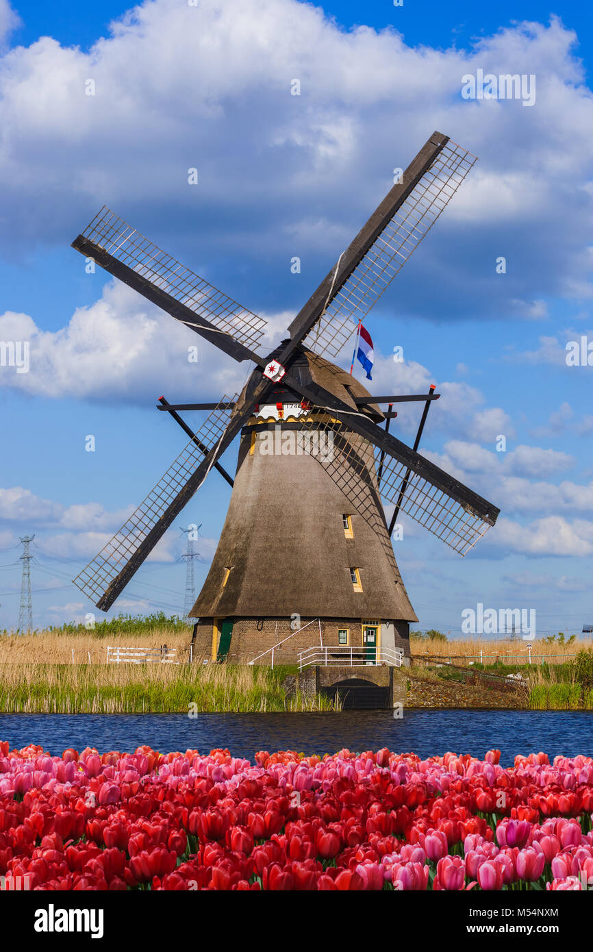 Windmills tulips in kinderdijk netherlands hi-res stock photography and ...