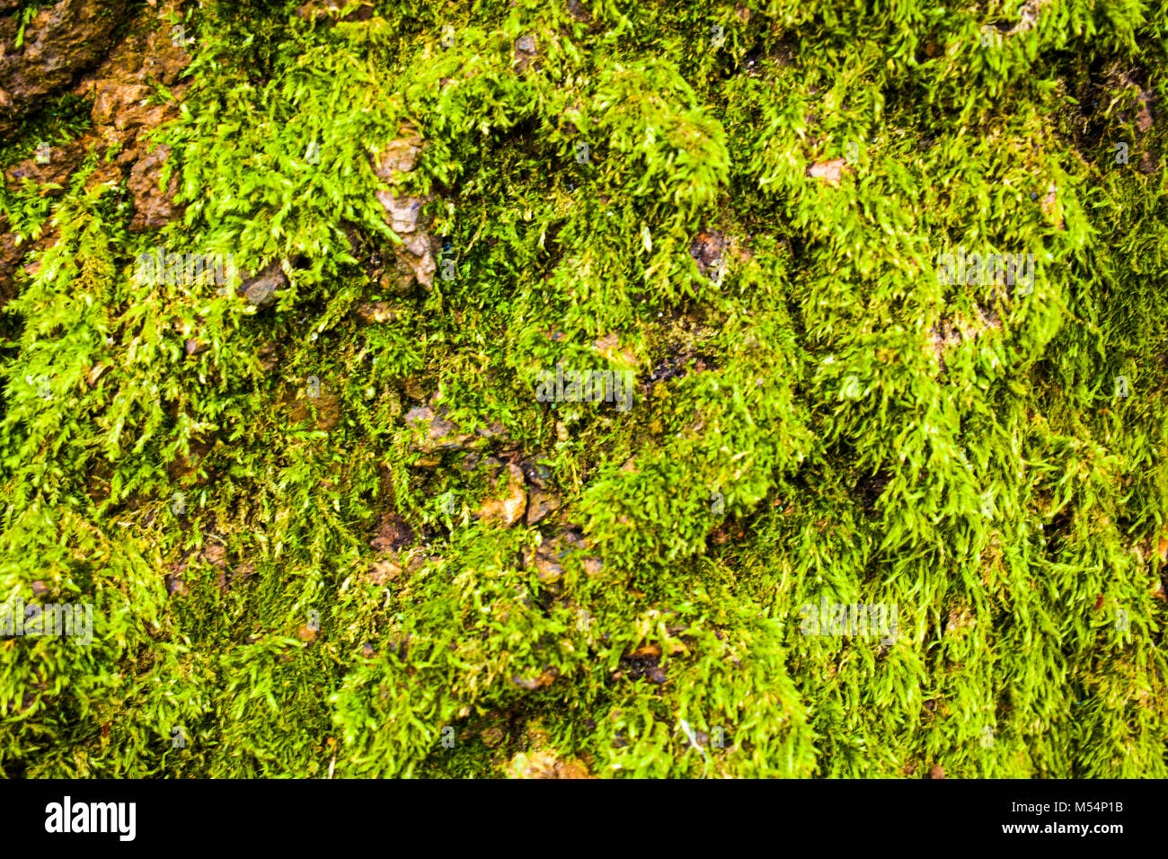 Bark and moss, wooden texture background, brown and green tree bark background. Texture Stock ...