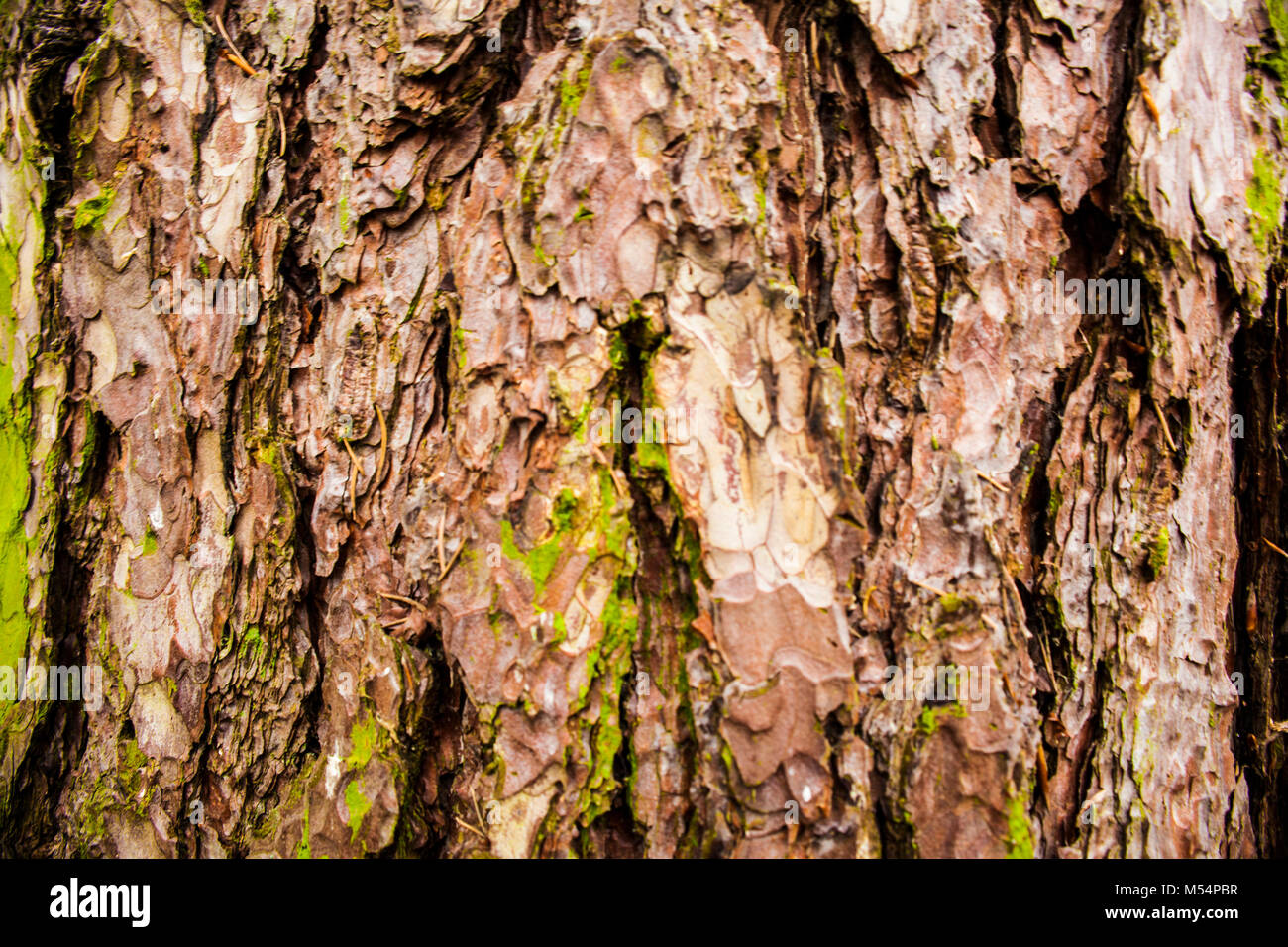 Bark and moss, wooden texture background, brown and green tree bark ...