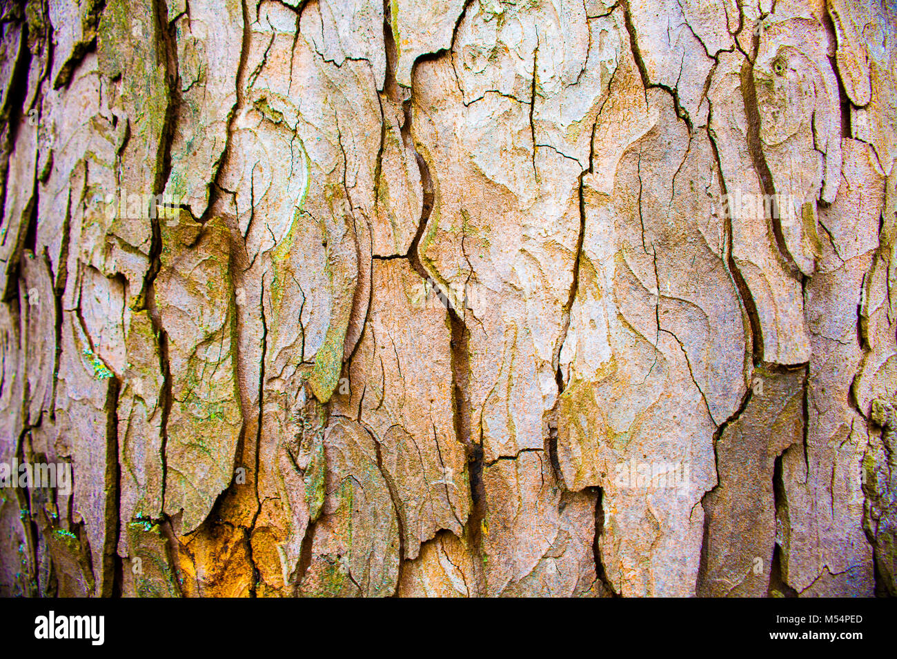 Bark, wooden texture background, brown tree bark background. Texture ...