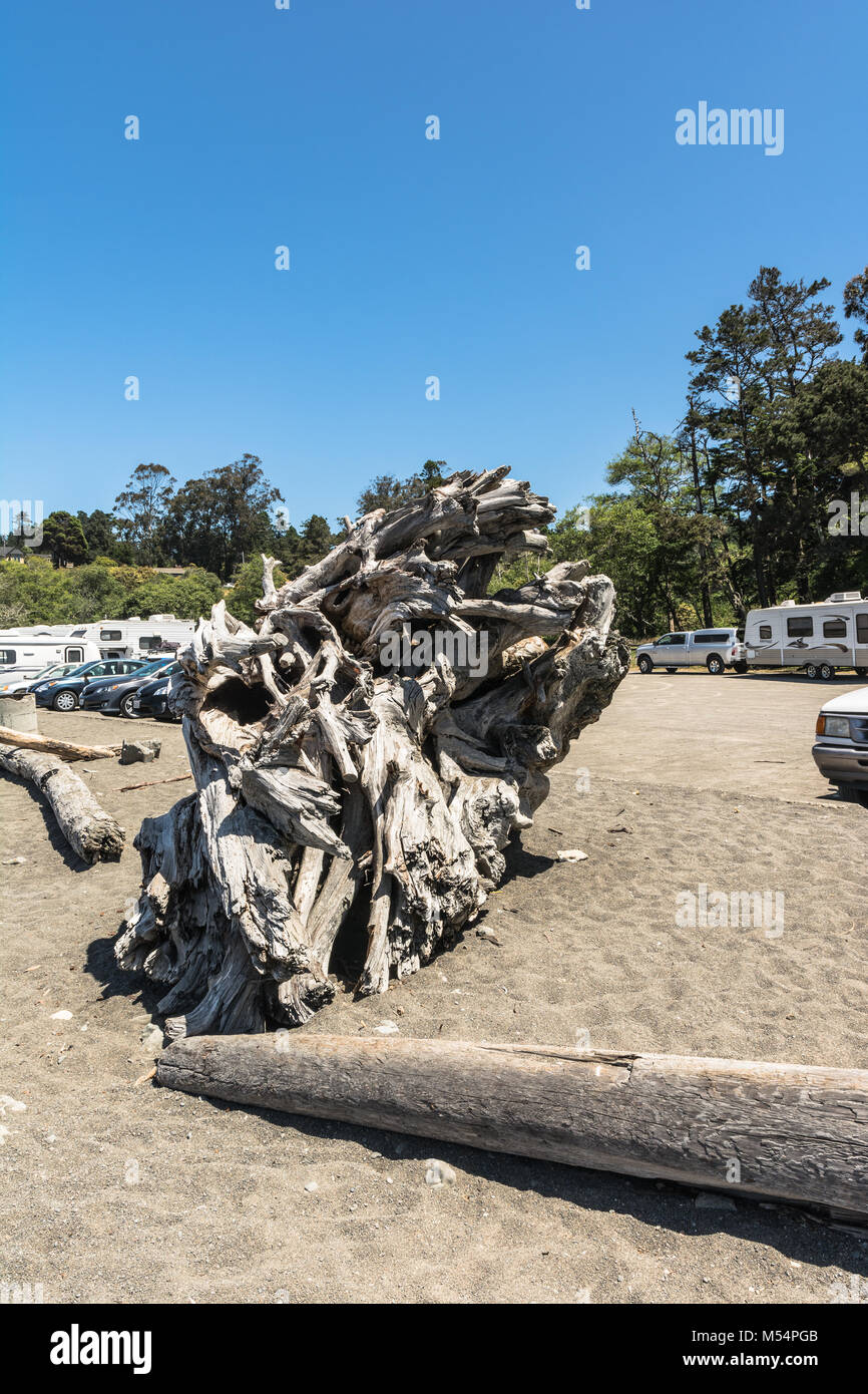 View of a lot of dead trees on the sand beach in Mendocino, California ...