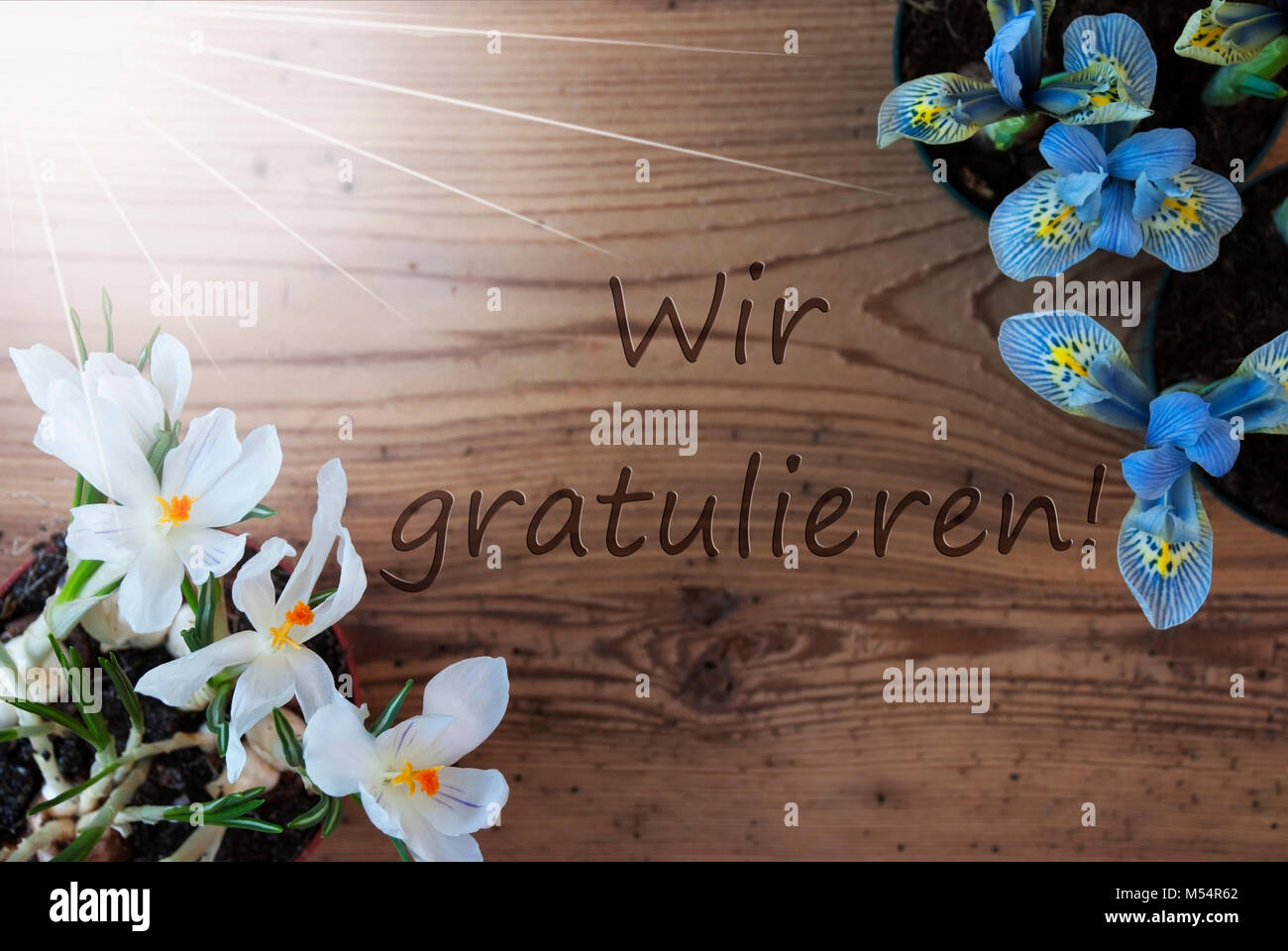 Sunny Crocus And Hyacinth, Wir Gratulieren Means Congratulations Stock ...