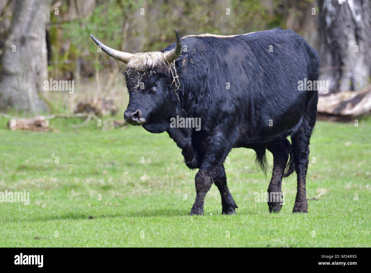 Heck Cattle Bos Primigenius Primigenius High Resolution Stock ...