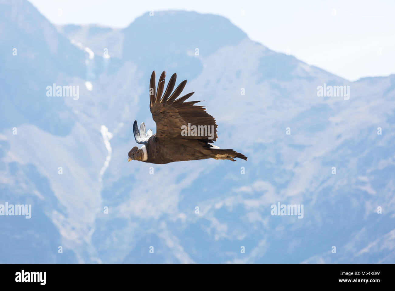 Condor sighting hi-res stock photography and images - Alamy