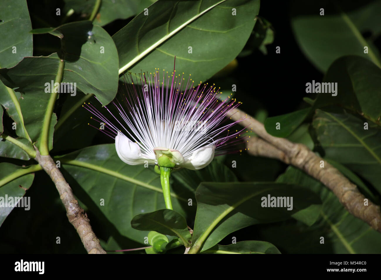 Barringtonia hi-res stock photography and images - Alamy
