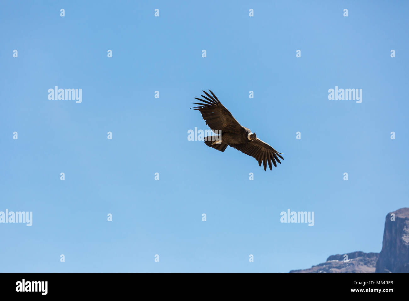 Condor sighting hi-res stock photography and images - Alamy